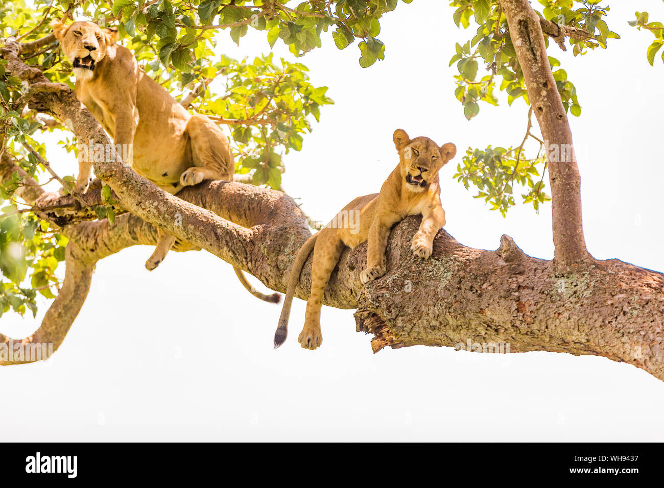 Hanging Lions in the Ishasha sector, Queen Elizabeth National Park ...