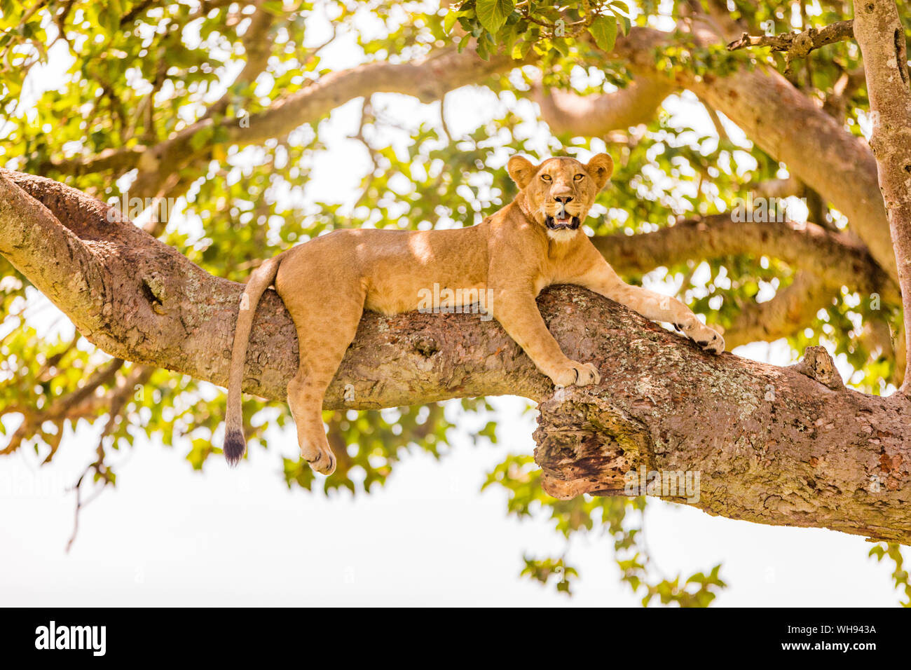 Hanging Lions in the Ishasha sector, Queen Elizabeth National Park ...