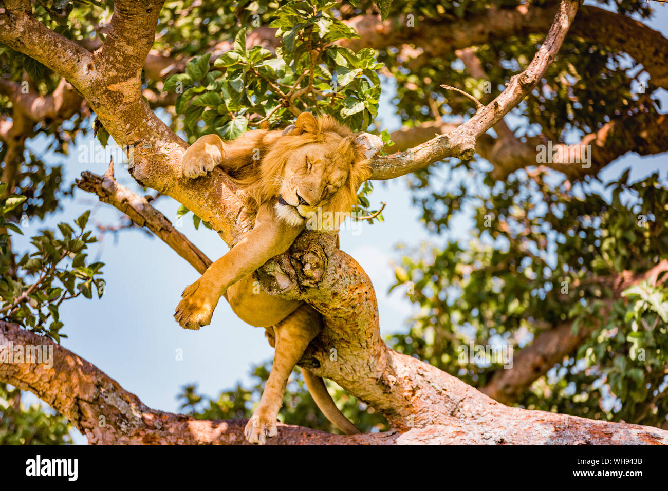 Ishasha queen elizabeth park uganda hi-res stock photography and images ...