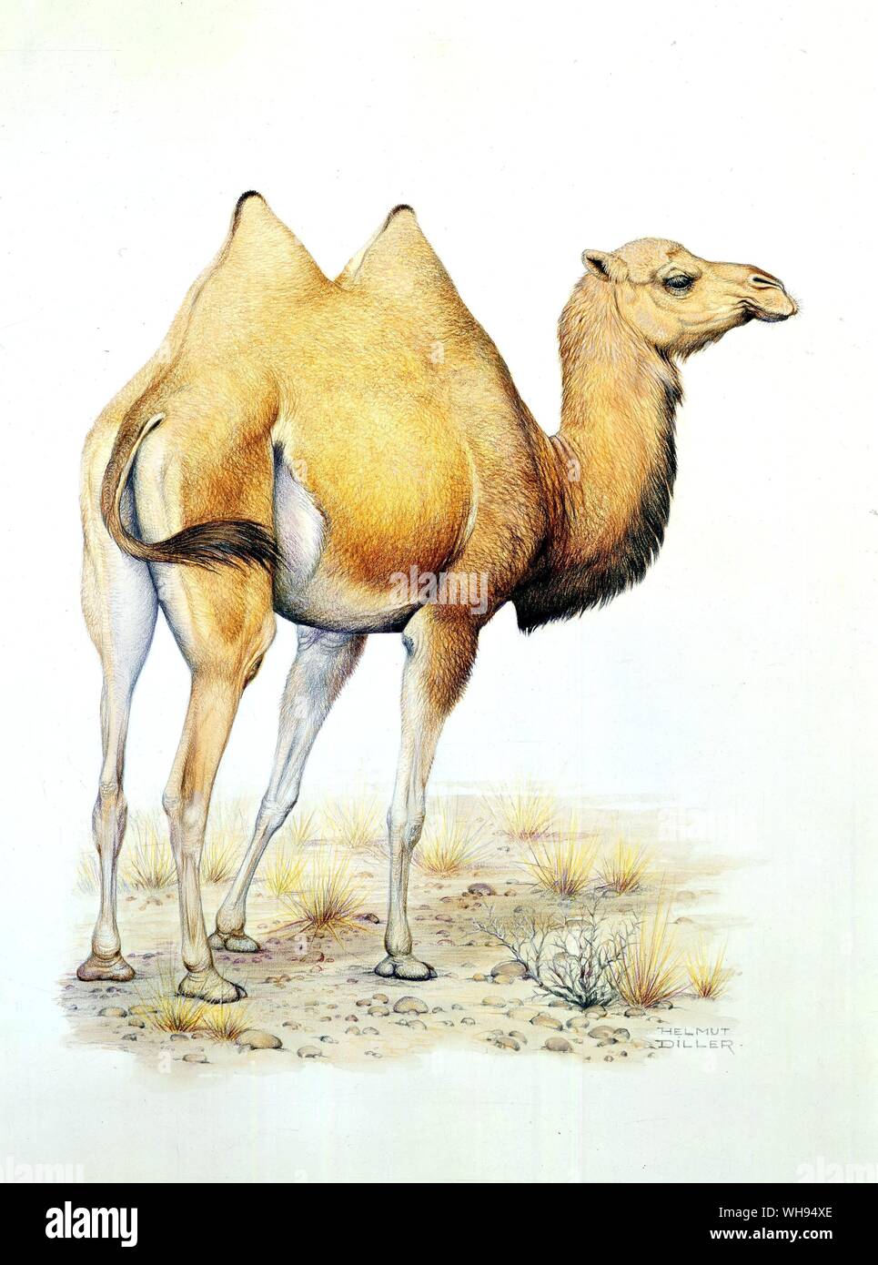 Bactrian camel hi-res stock photography and images - Alamy