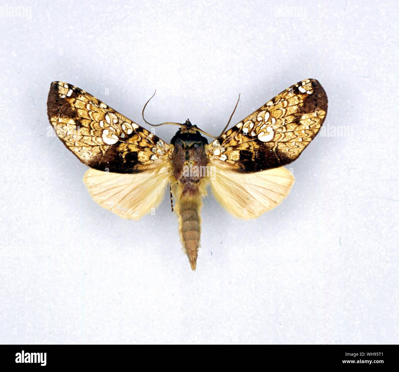 Moths hi-res stock photography and images - Alamy