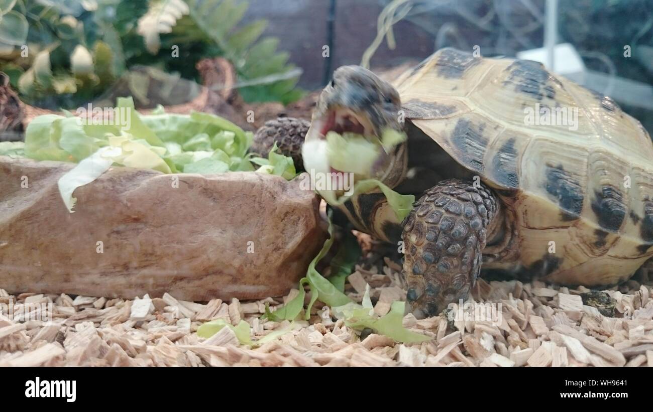 Turtle eating hi-res stock photography and images - Alamy