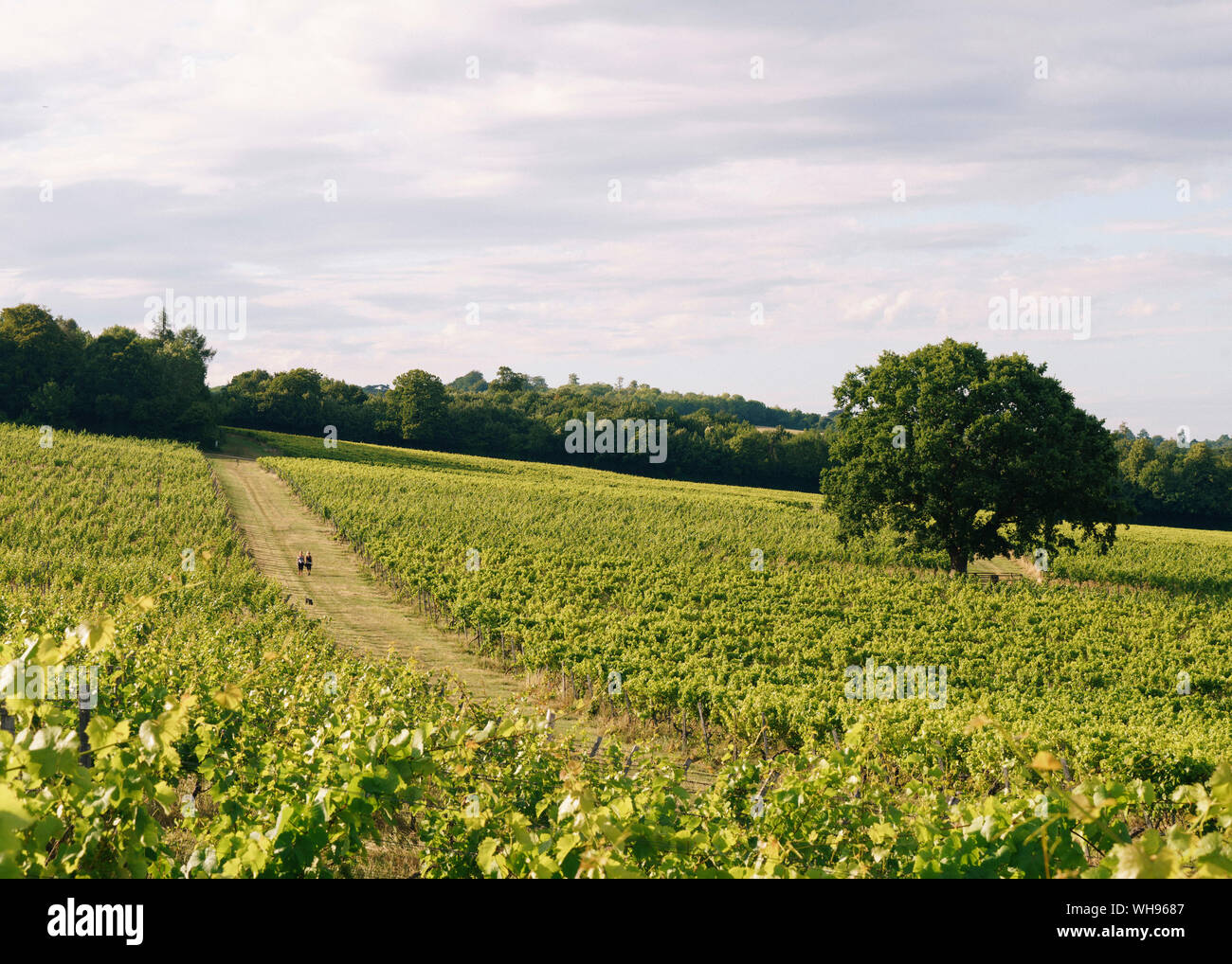 Denbies Wine Estate, the largest vineyard in the UK Stock Photo - Alamy