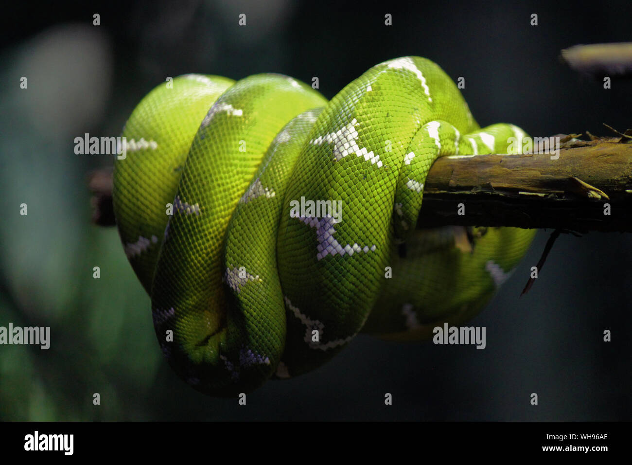 Rolled up on branch hi-res stock photography and images - Alamy