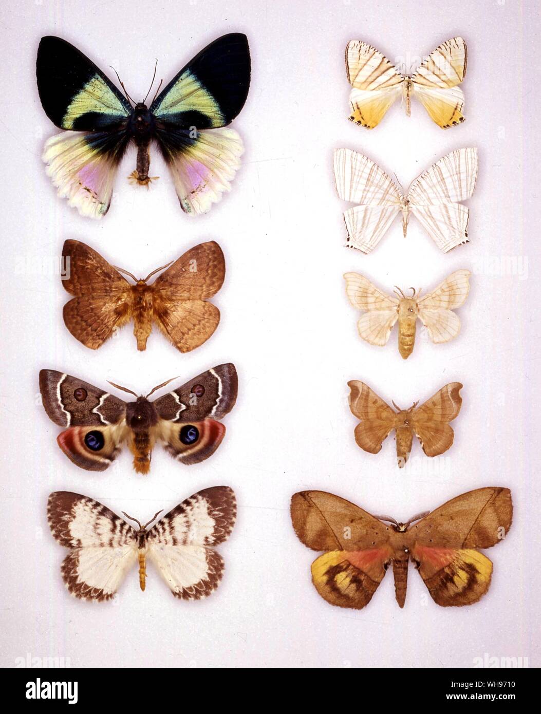 Strophidia fasciata hi-res stock photography and images - Alamy