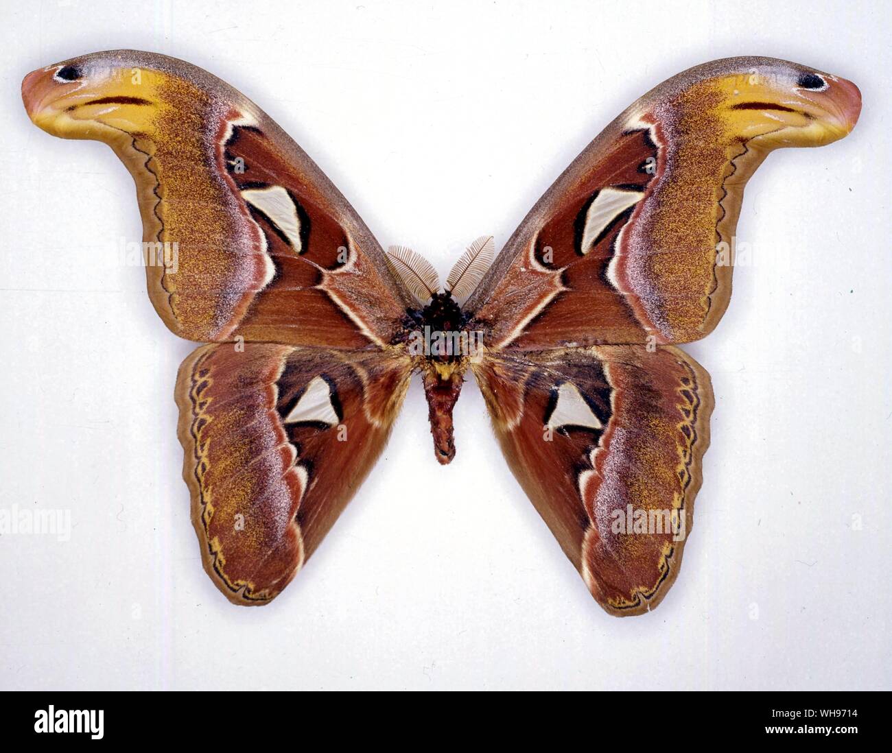 Moths and butterflies hi-res stock photography and images - Alamy