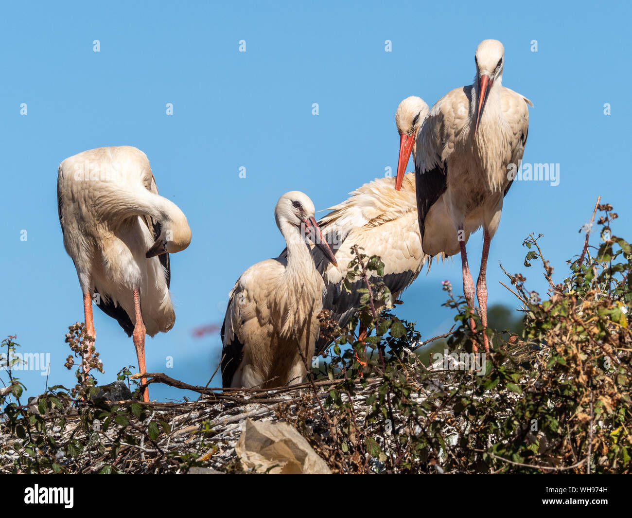 White storks (Ciconia ciconia), nesting on the top of fruit trees ...