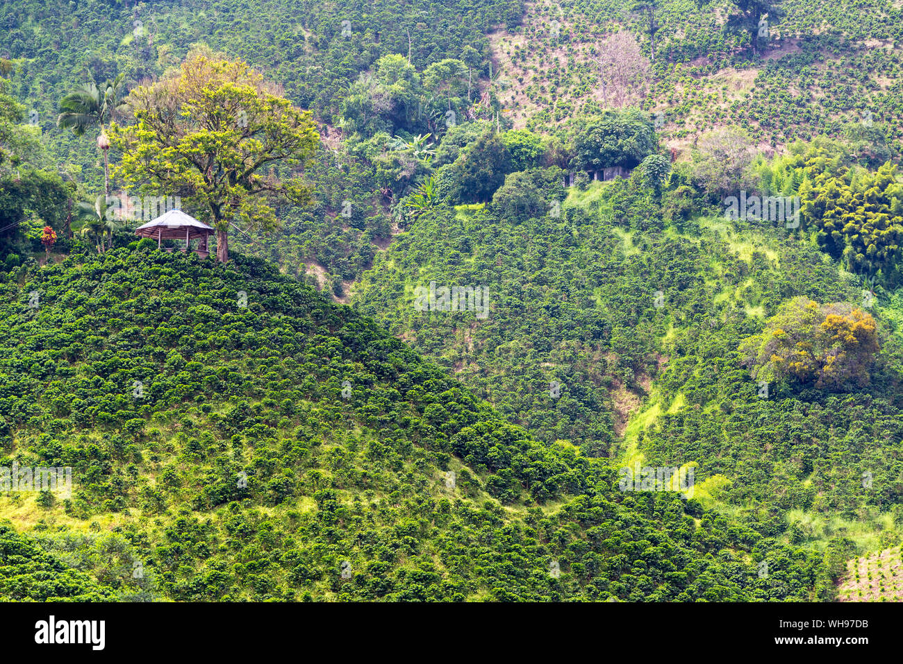 Coffee plants hi-res stock photography and images - Alamy