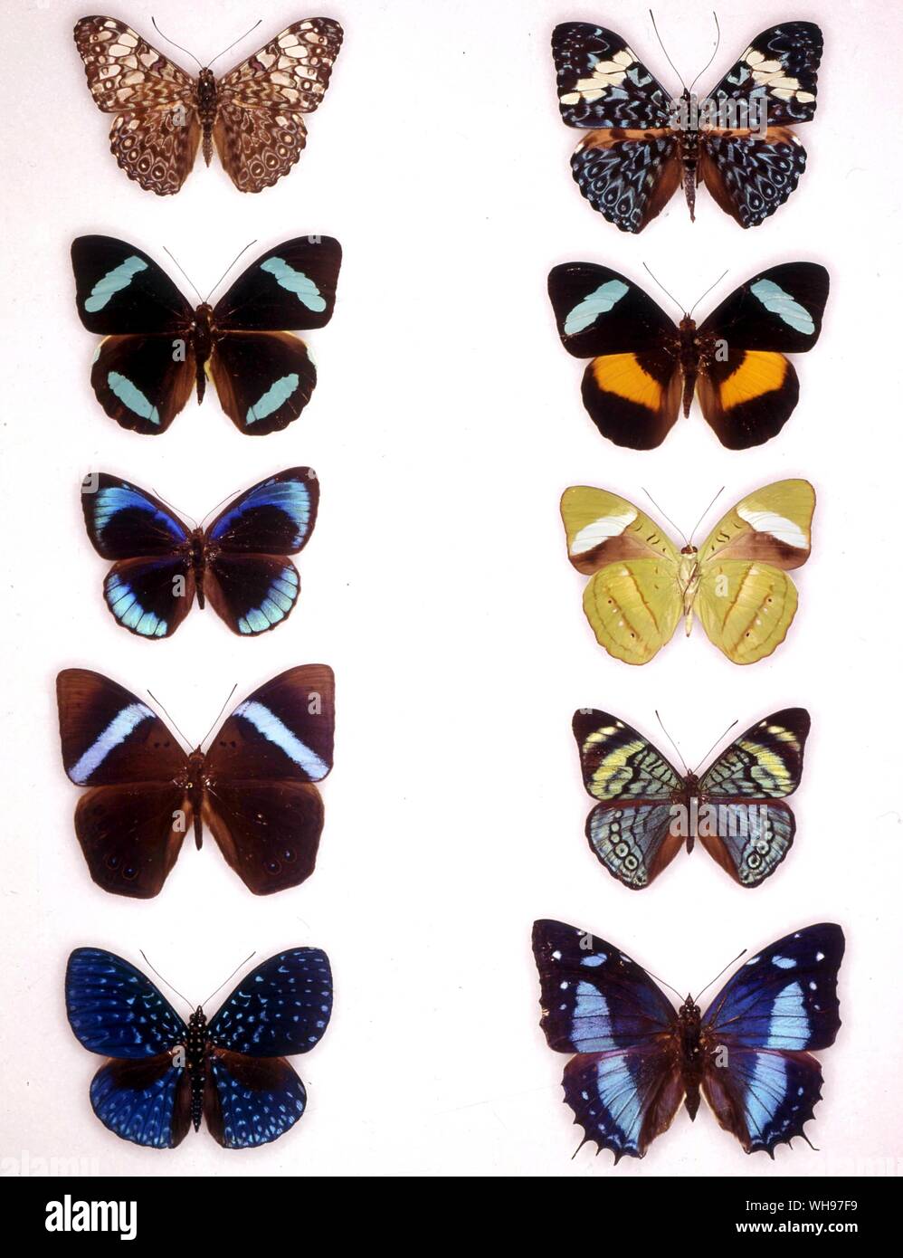 Butterflies/moths - (left to right) Hamadryas feronia, Hamadryas ...