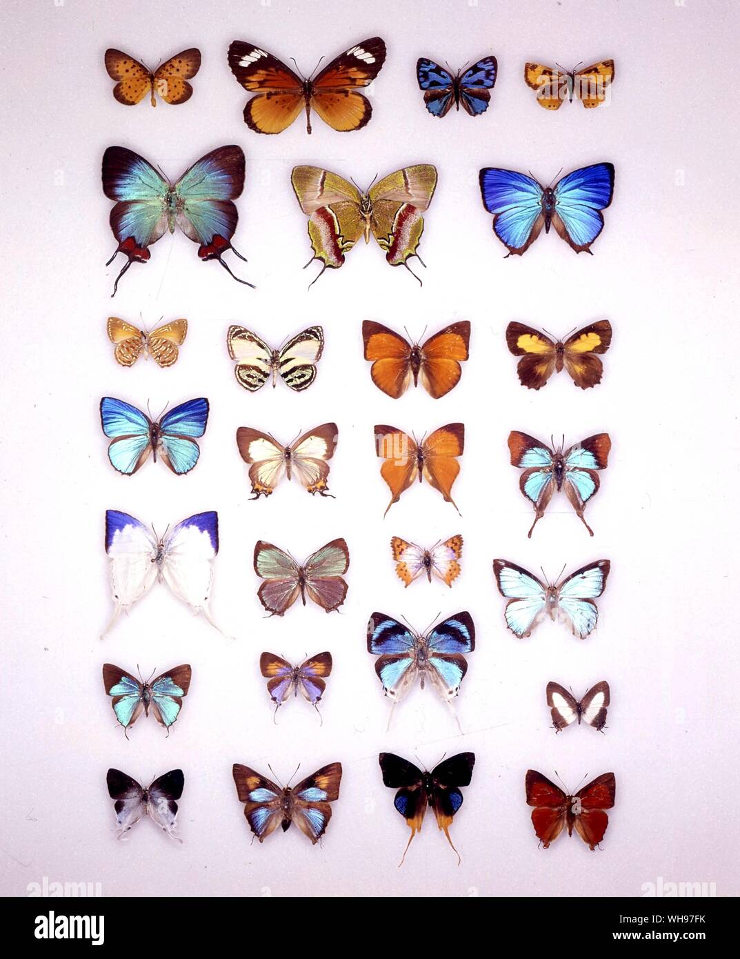 Poritia erycinoides hi-res stock photography and images - Alamy