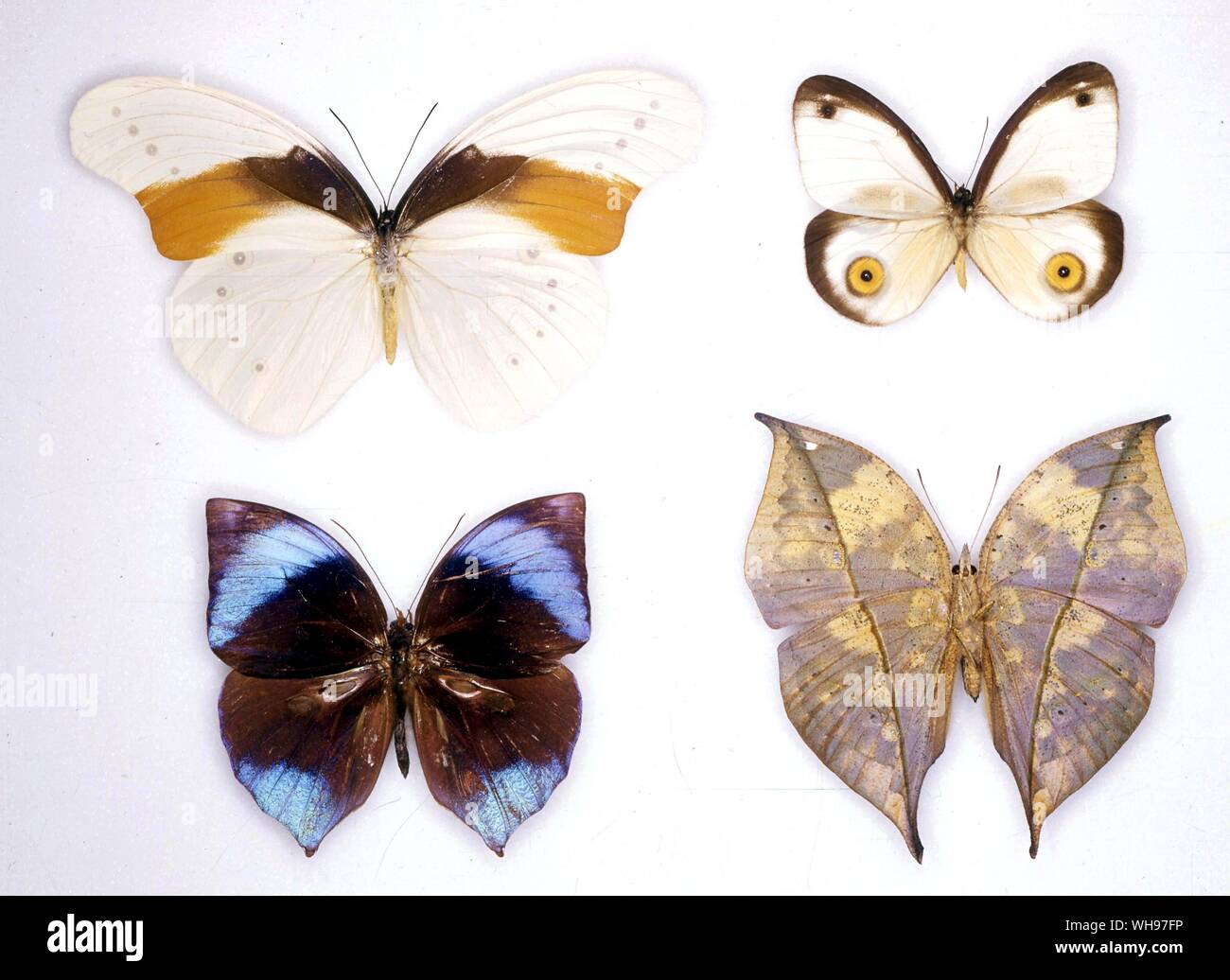 Taenaris hi-res stock photography and images - Alamy