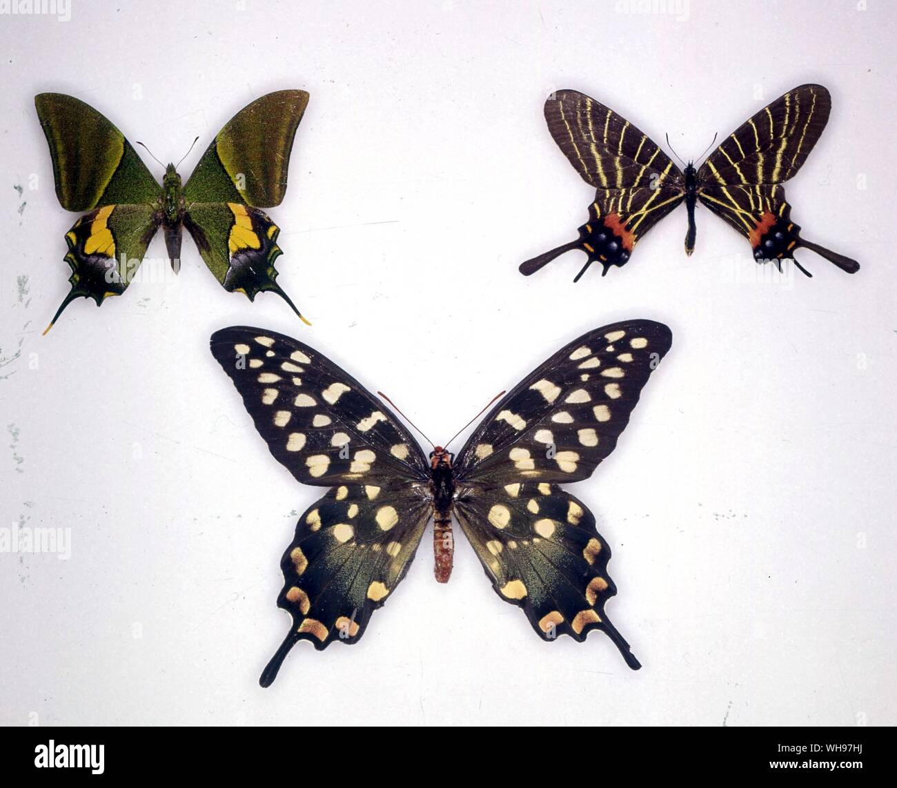 Butterflies/moths - (Top left) Teinopalpus imperialis - (top right ...