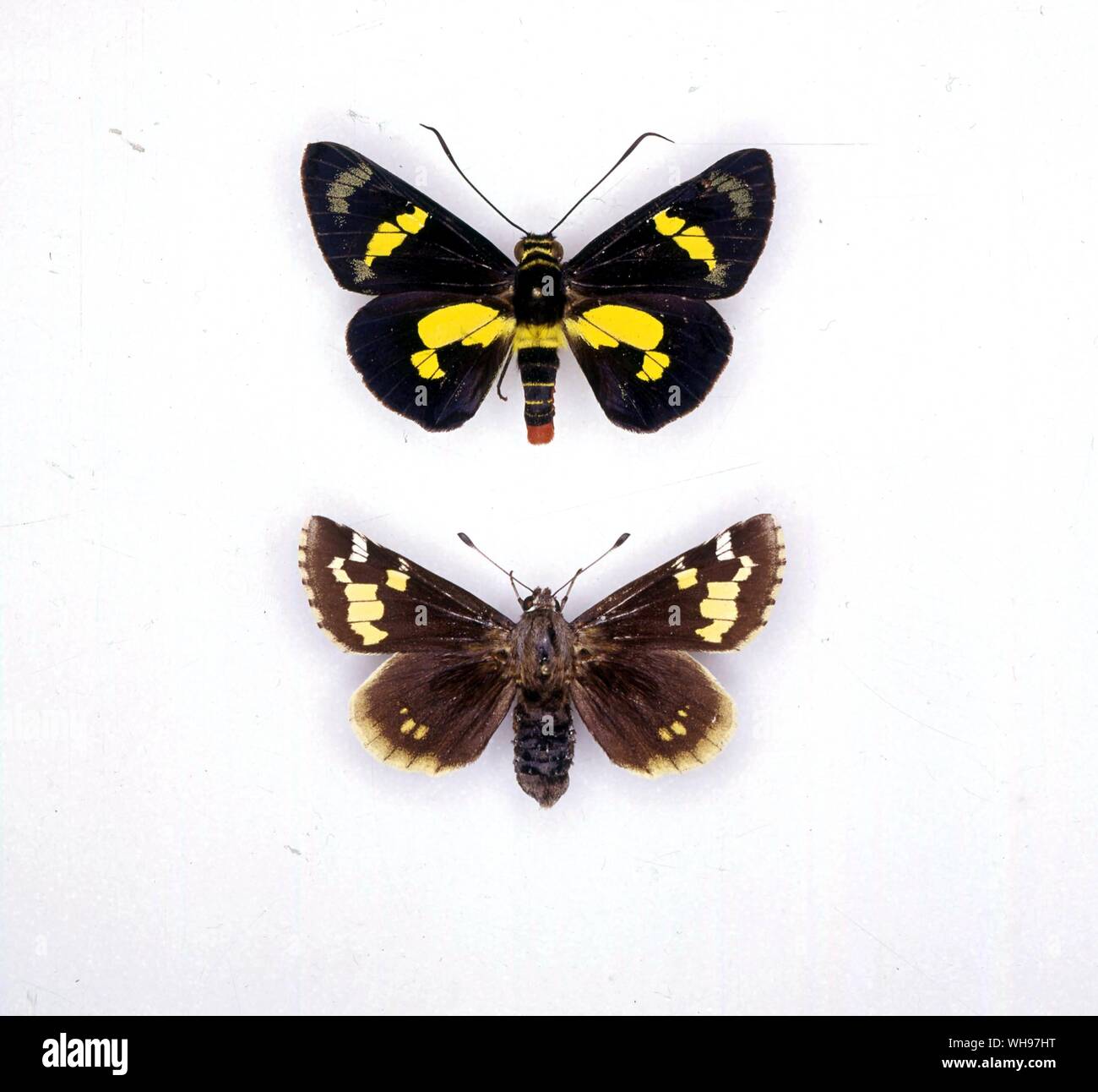 Euschemon rafflesia hi-res stock photography and images - Alamy