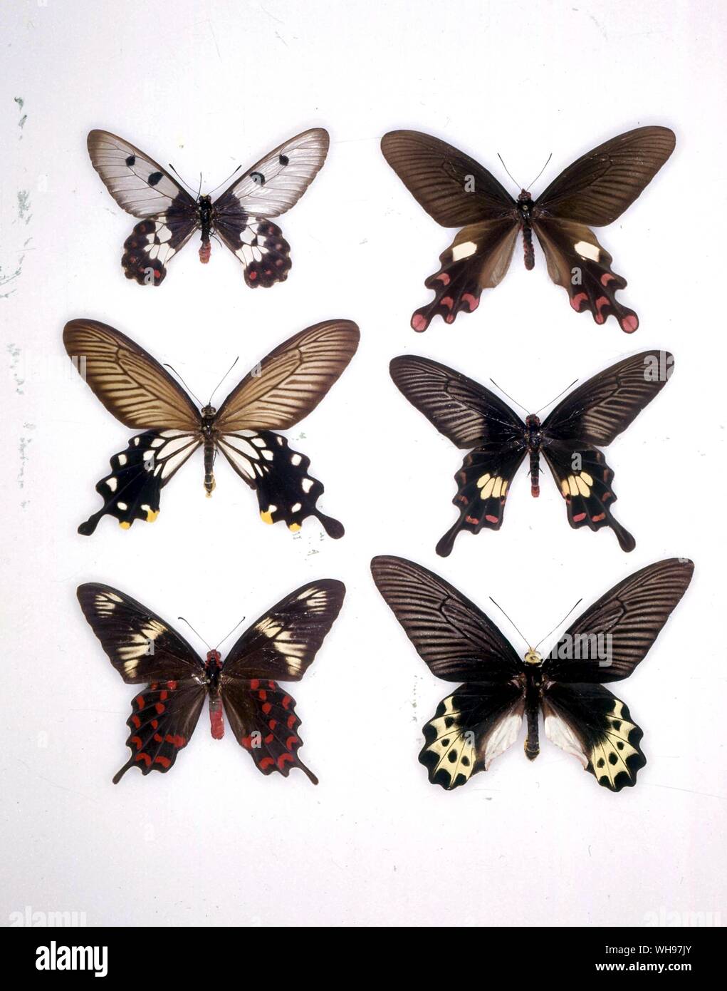 Butterflies/moths - (left to right) Cressida cressida, parides ...