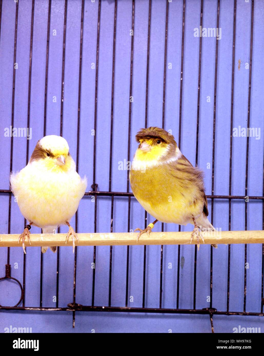 Pair of Gloster Fancies - Consort Head-marked Buff hen (left), Corona ...