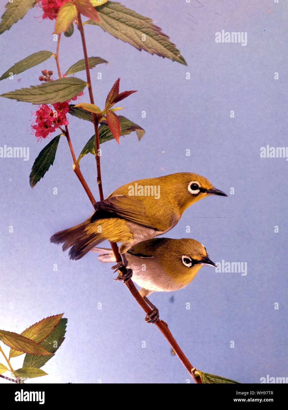 Pair of Zosterops, cock on left Stock Photo - Alamy