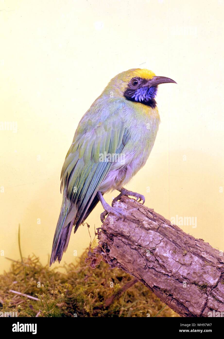 Golden-fronted fruit-sucker, cock Stock Photo - Alamy