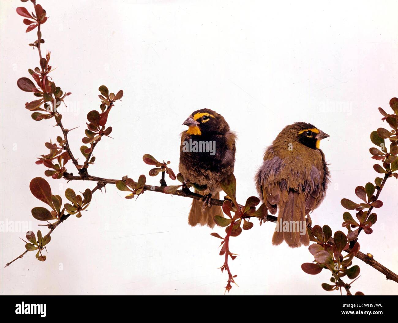 Pair of Cuban Finches, cock on left Stock Photo - Alamy