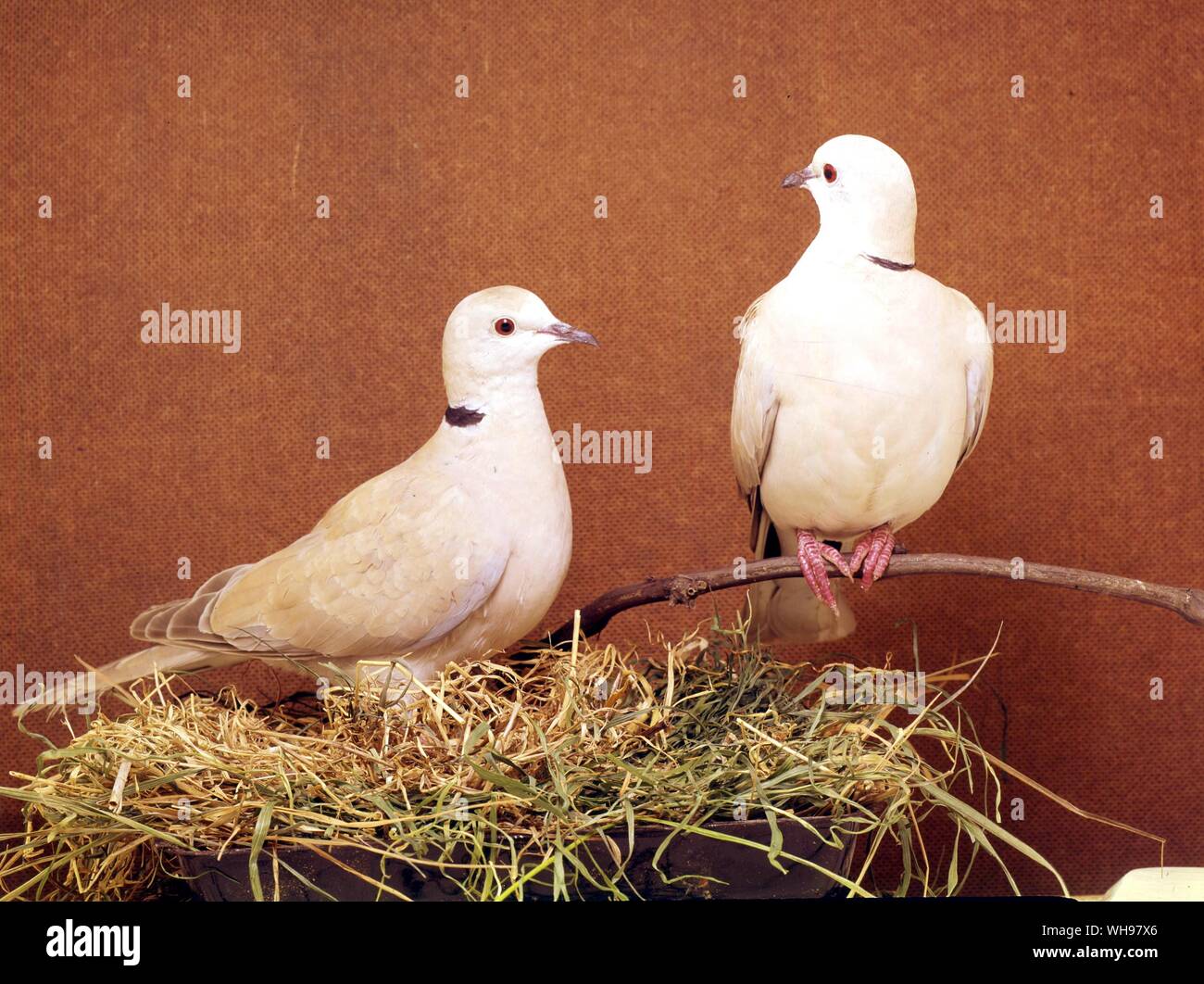 Pair of Barbary Doves, cock on left Stock Photo - Alamy