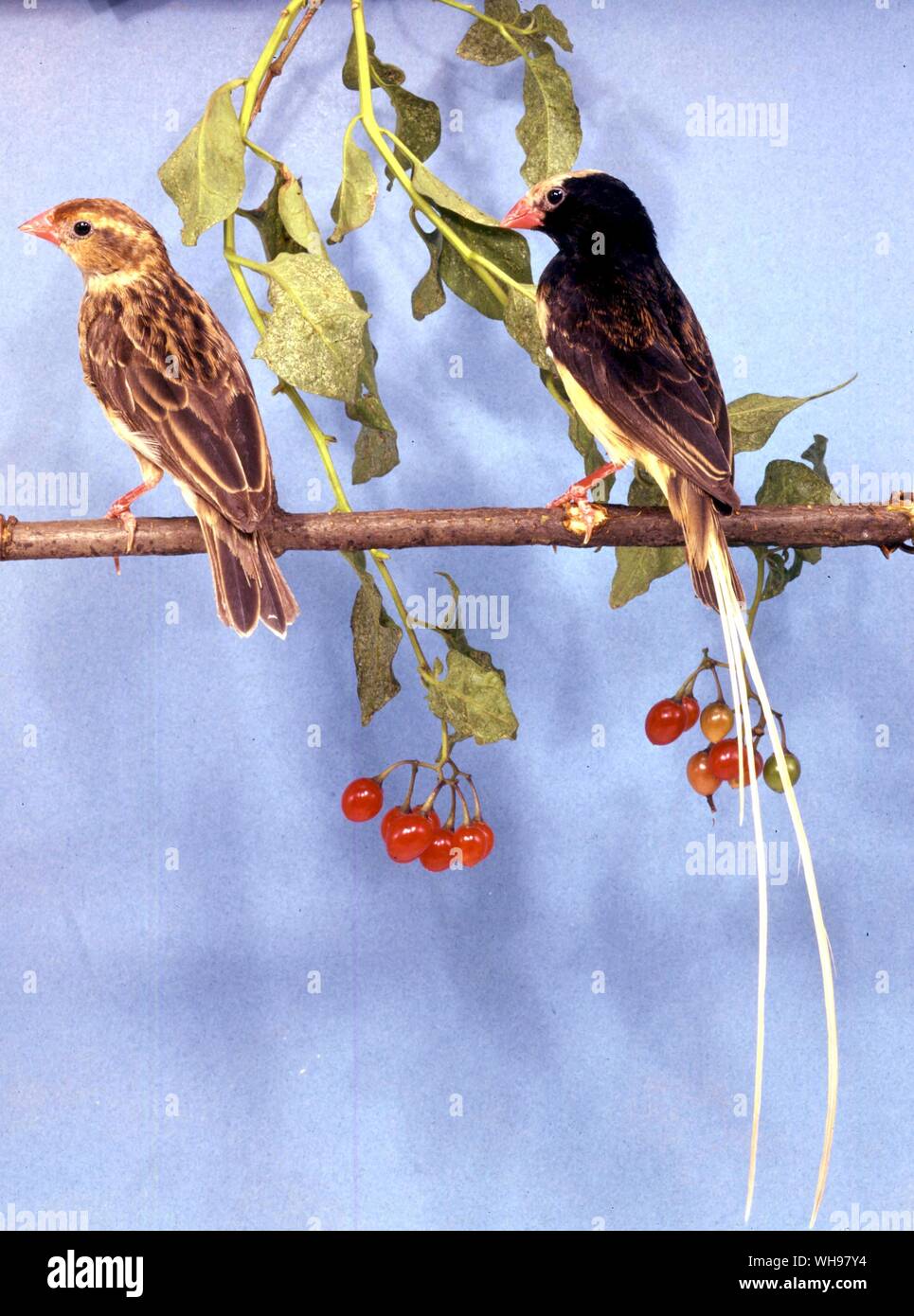 Fischer's Whydah, hen on left and cock on right Stock Photo - Alamy