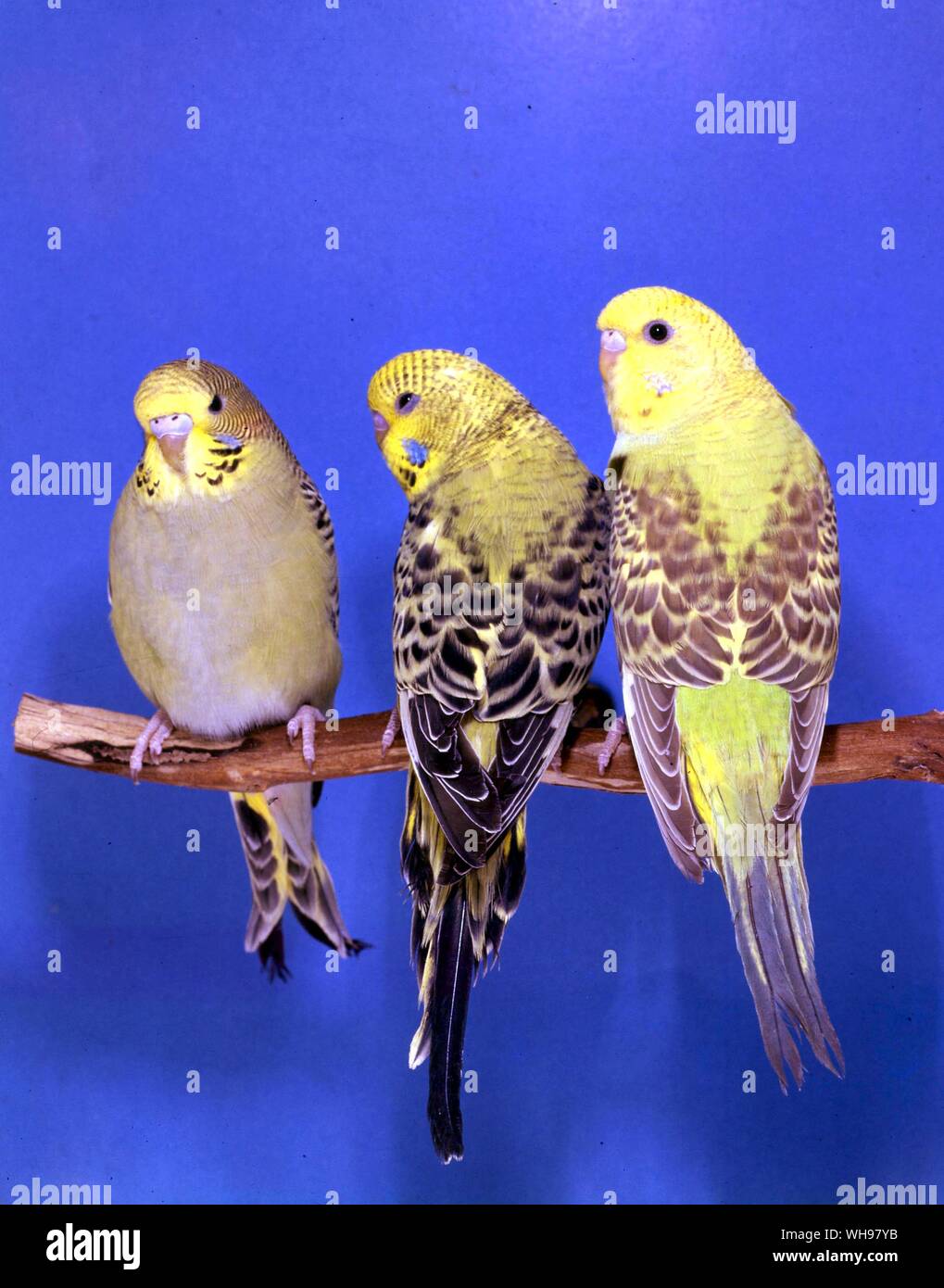 From left to right - Dark Green hen, Opaline Grey Green cock, Cinnamon ...