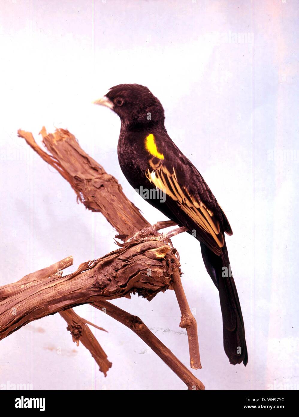 Yellow shouldered (-winged) Whydah, cock Stock Photo - Alamy