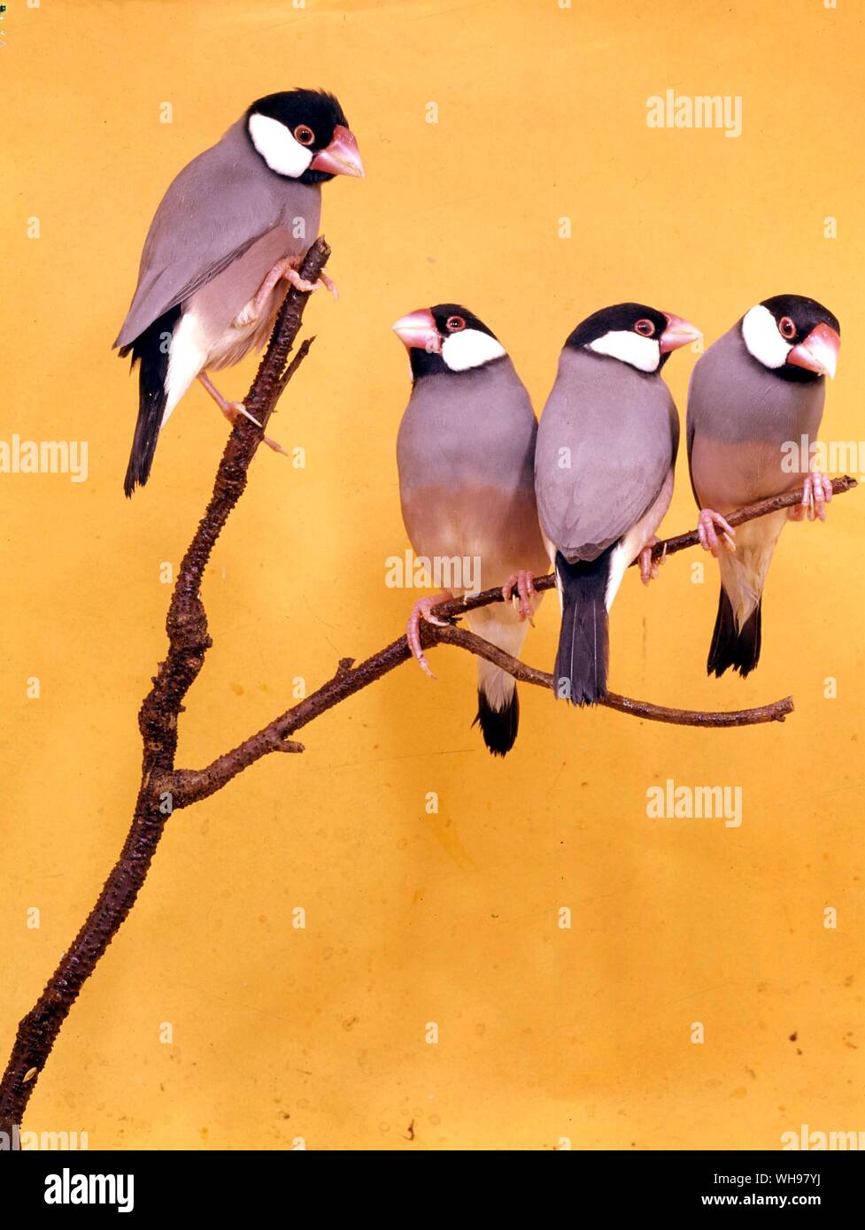 Captive sparrows hi-res stock photography and images - Alamy