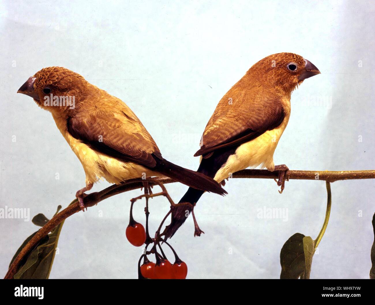 Indian pair hi-res stock photography and images - Alamy