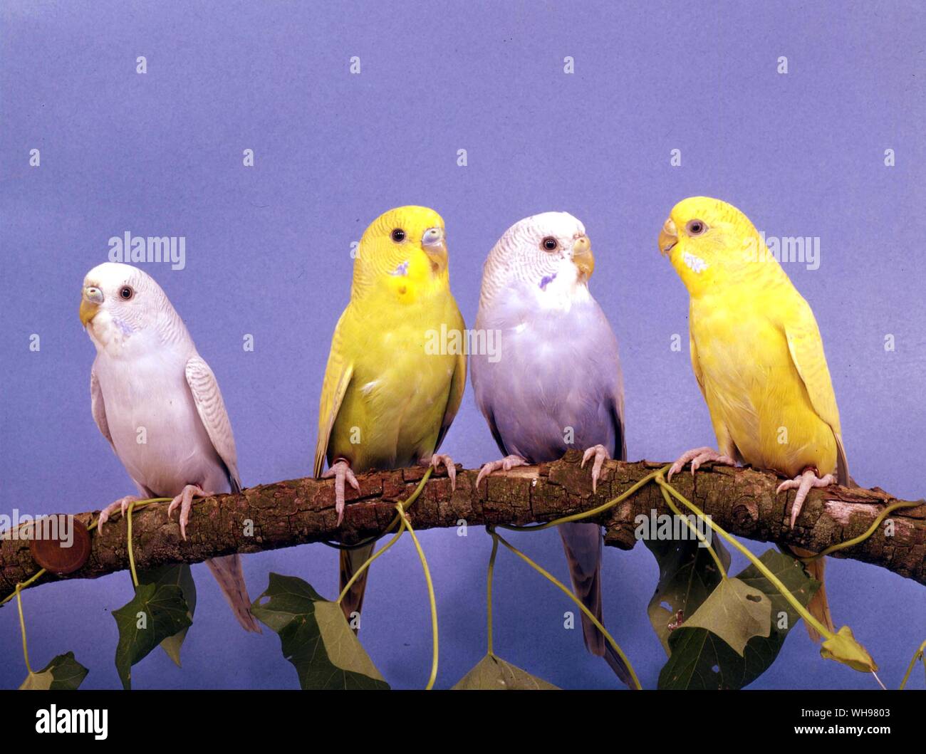 Four young Budgerigars, from left to right - White Skyblue cock of Deep ...