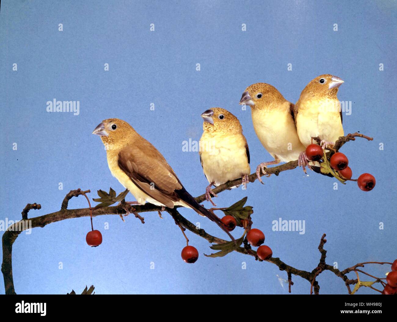 174 3665 hi-res stock photography and images - Alamy