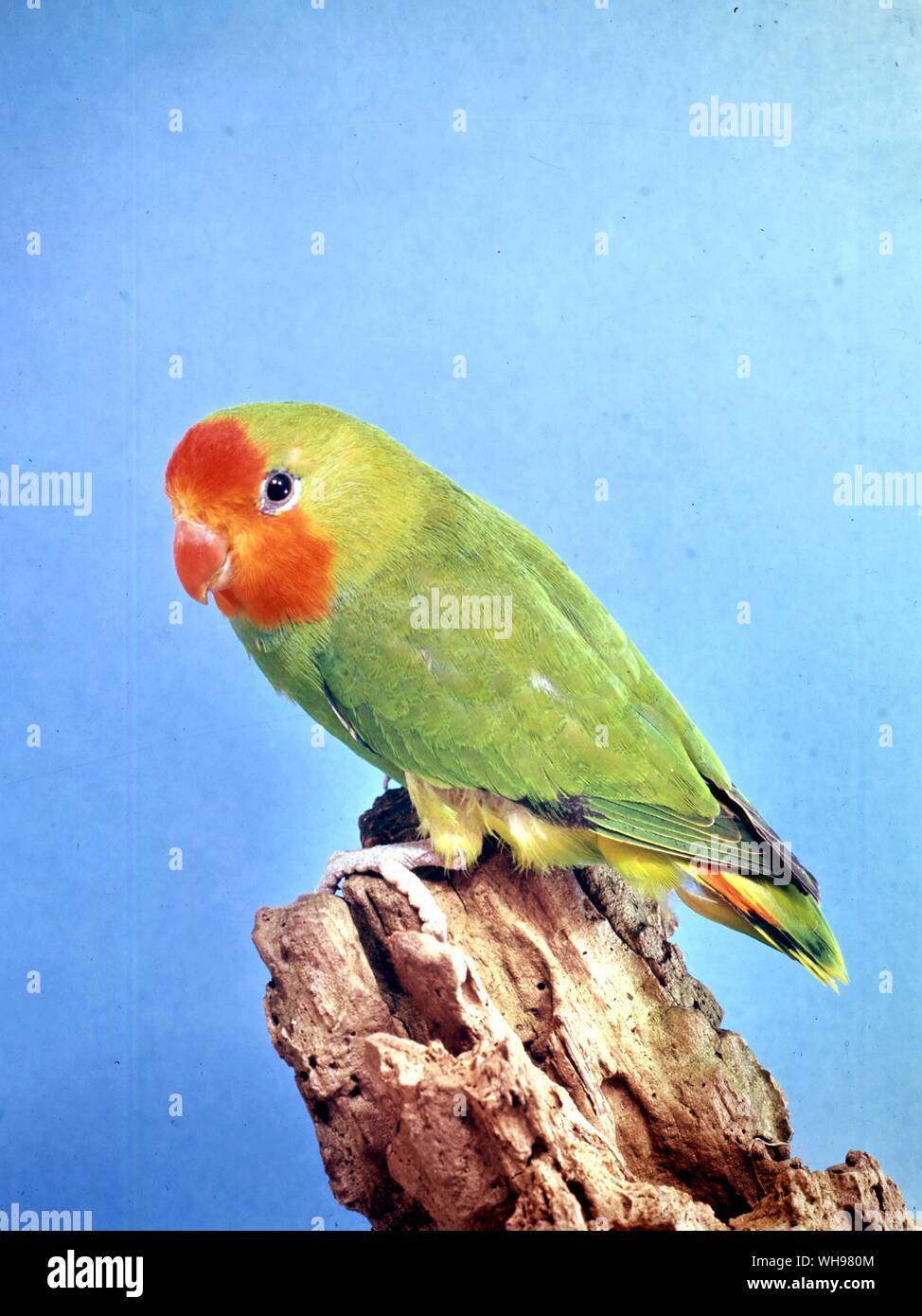 Red-faced Lovebird, cock Stock Photo - Alamy