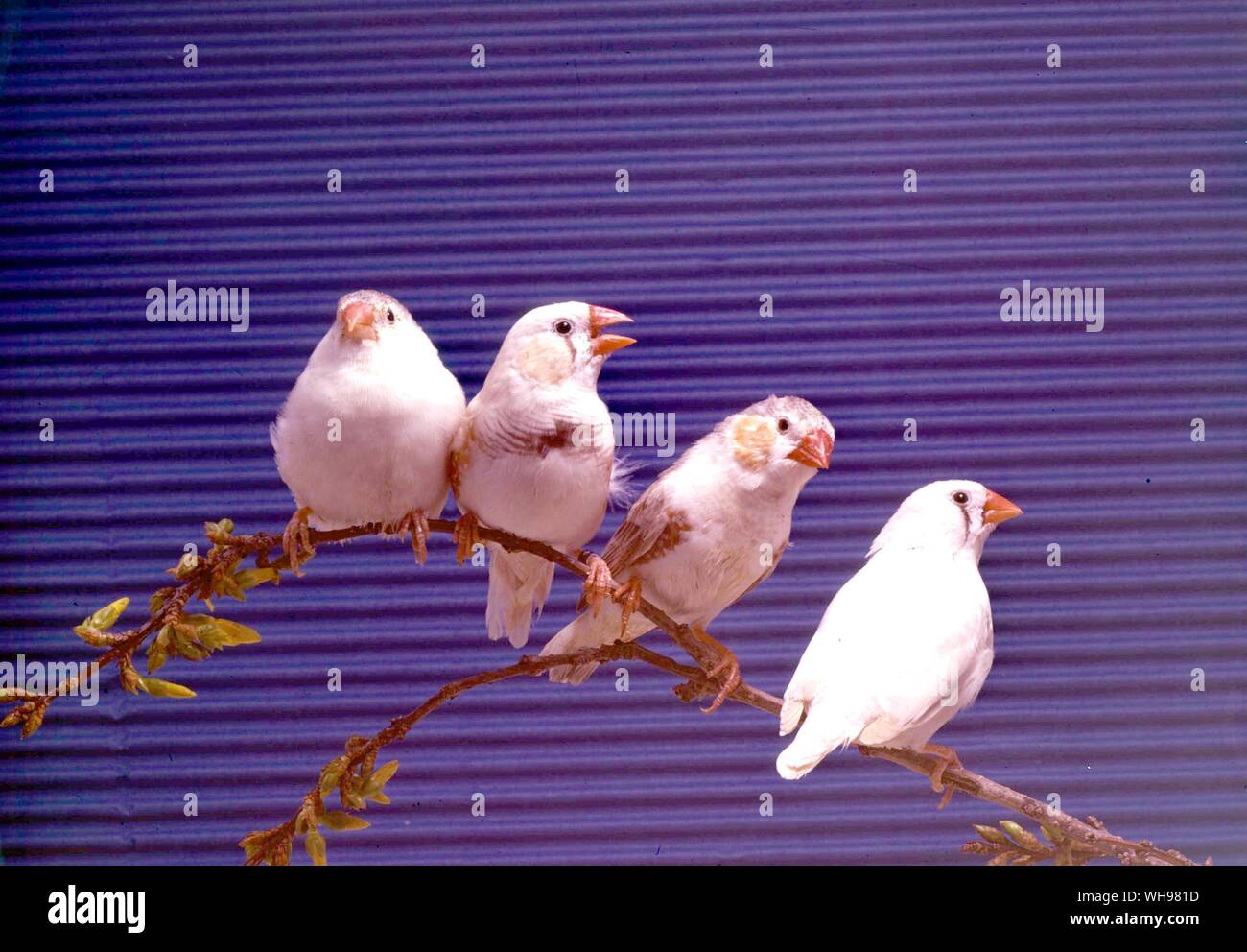 Zebra Finches, from left to right - White hen, Dominant Cream cock ...