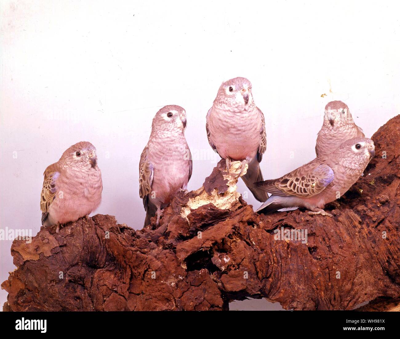 Pair of Bourke's Parakeets with three young: hen on left and cock in front on right Stock Photo ...