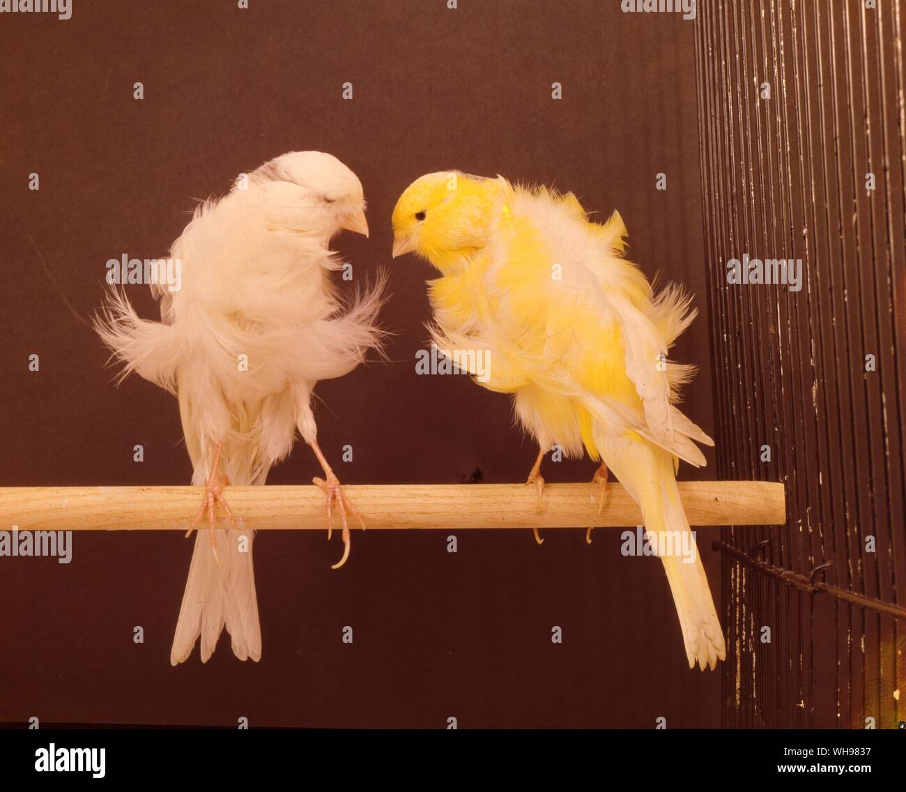 White bird with yellow beak hi-res stock photography and images - Alamy