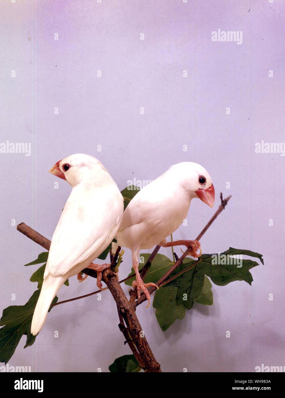 Sparrows hi-res stock photography and images - Alamy