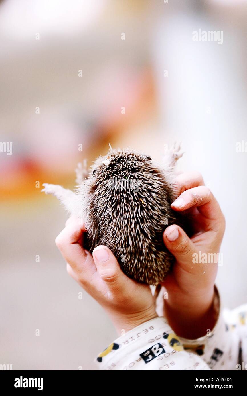 Hands holding hedgehog hi-res stock photography and images - Alamy