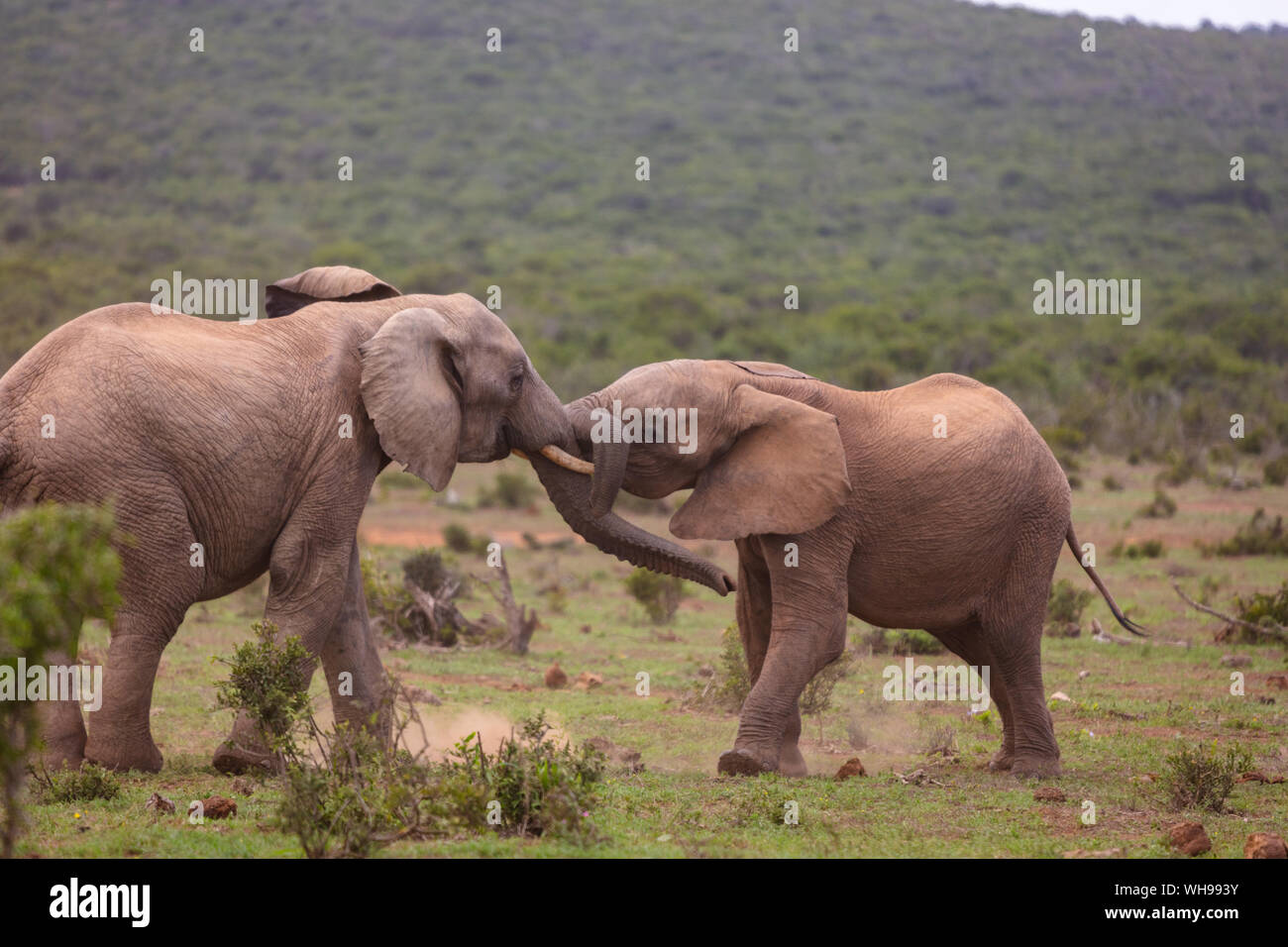 Elephants at Addo Elephant Park, South Africa, Africa Stock Photo - Alamy