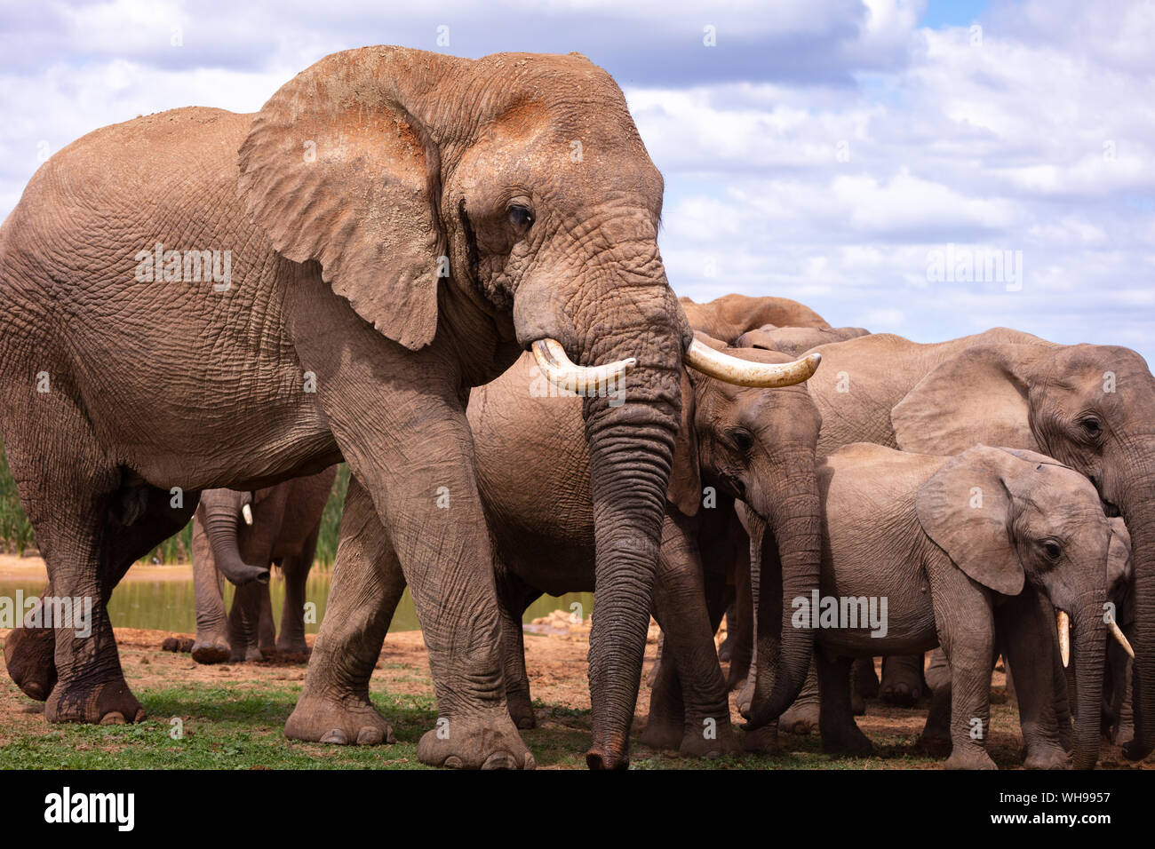 Foreground elephants hi-res stock photography and images - Alamy
