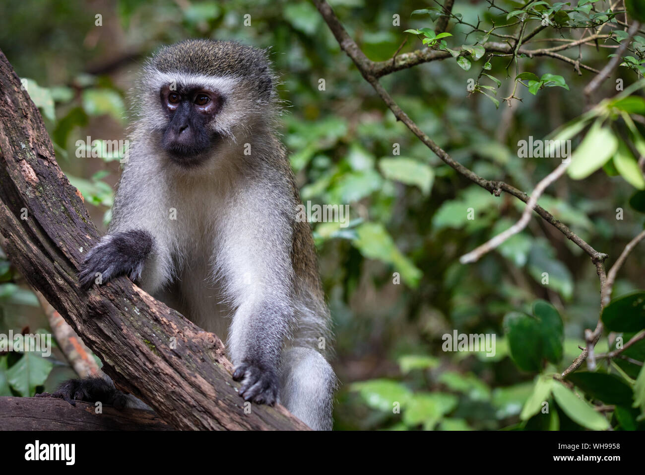 Vervet Monkey, in a South Africa Sanctuary, South Africa, Africa Stock ...