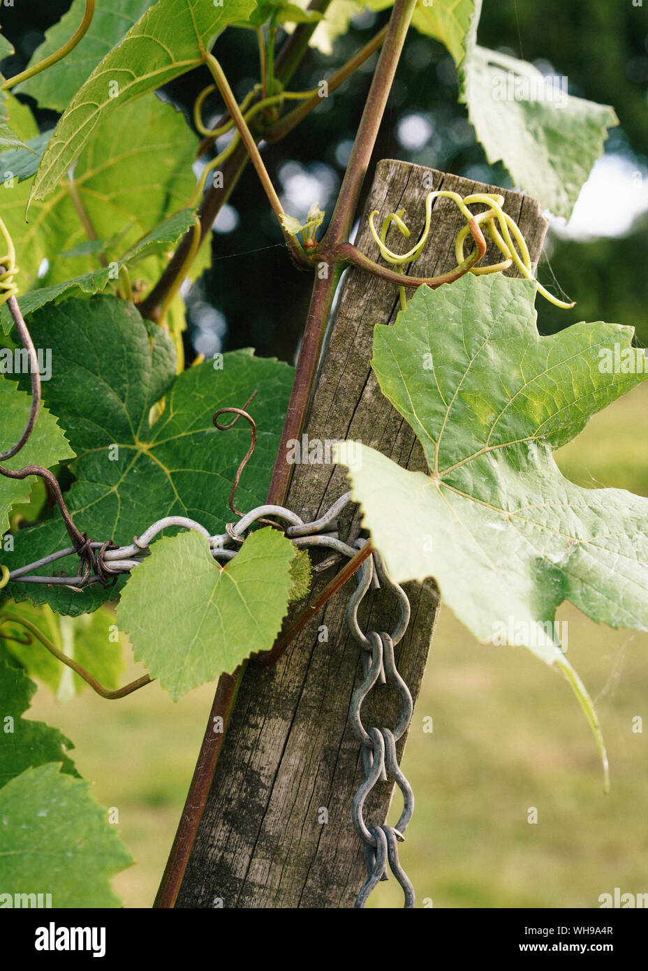 Denbies Wine Estate, the largest vineyard in the UK Stock Photo - Alamy