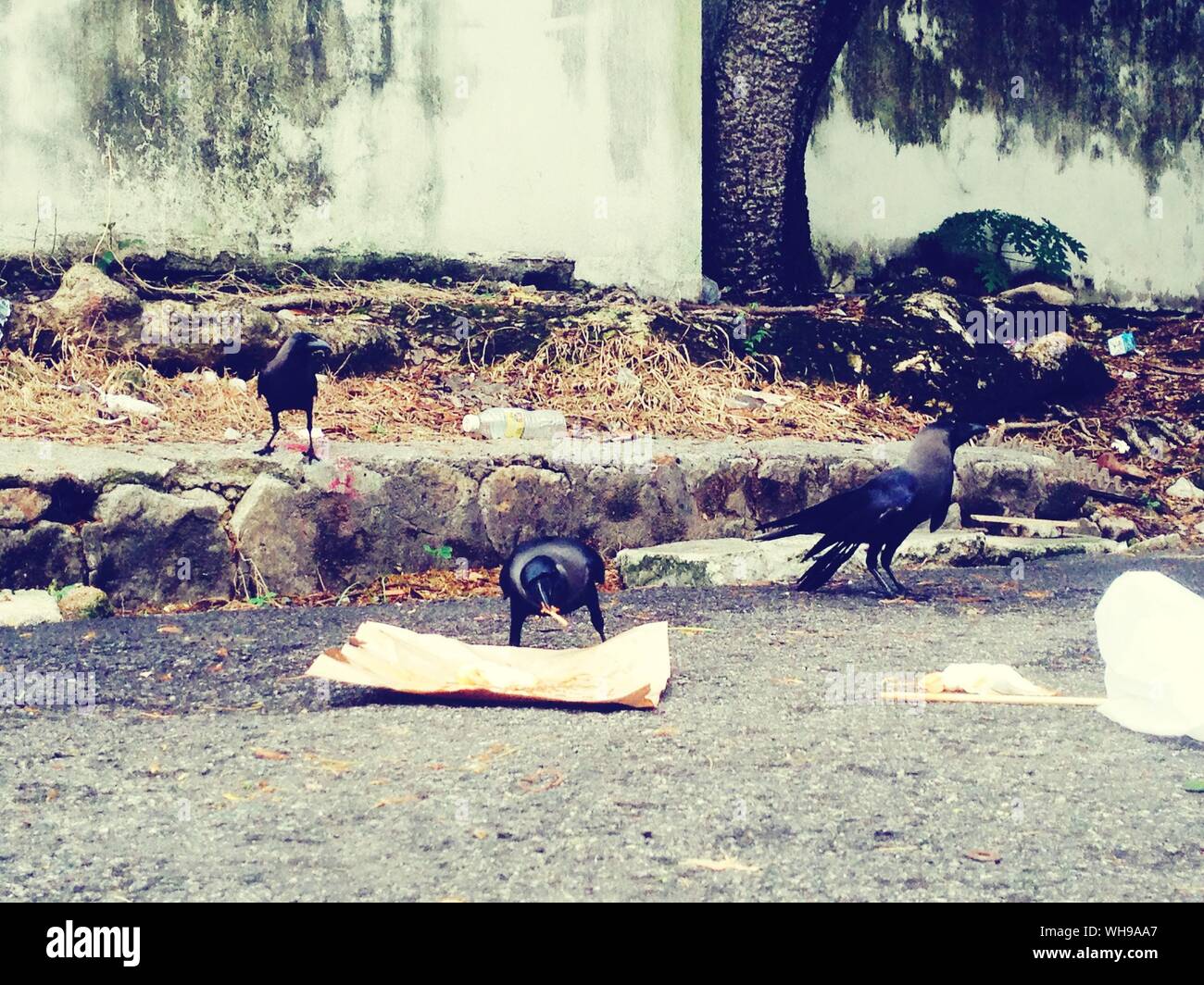 Three crows hi-res stock photography and images - Alamy