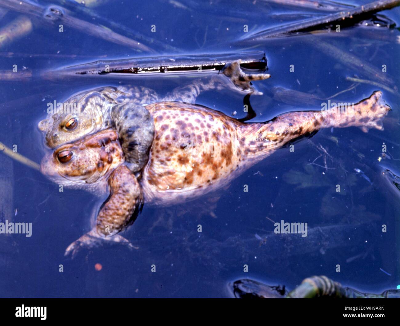 Common English Toad Stock Photo - Alamy