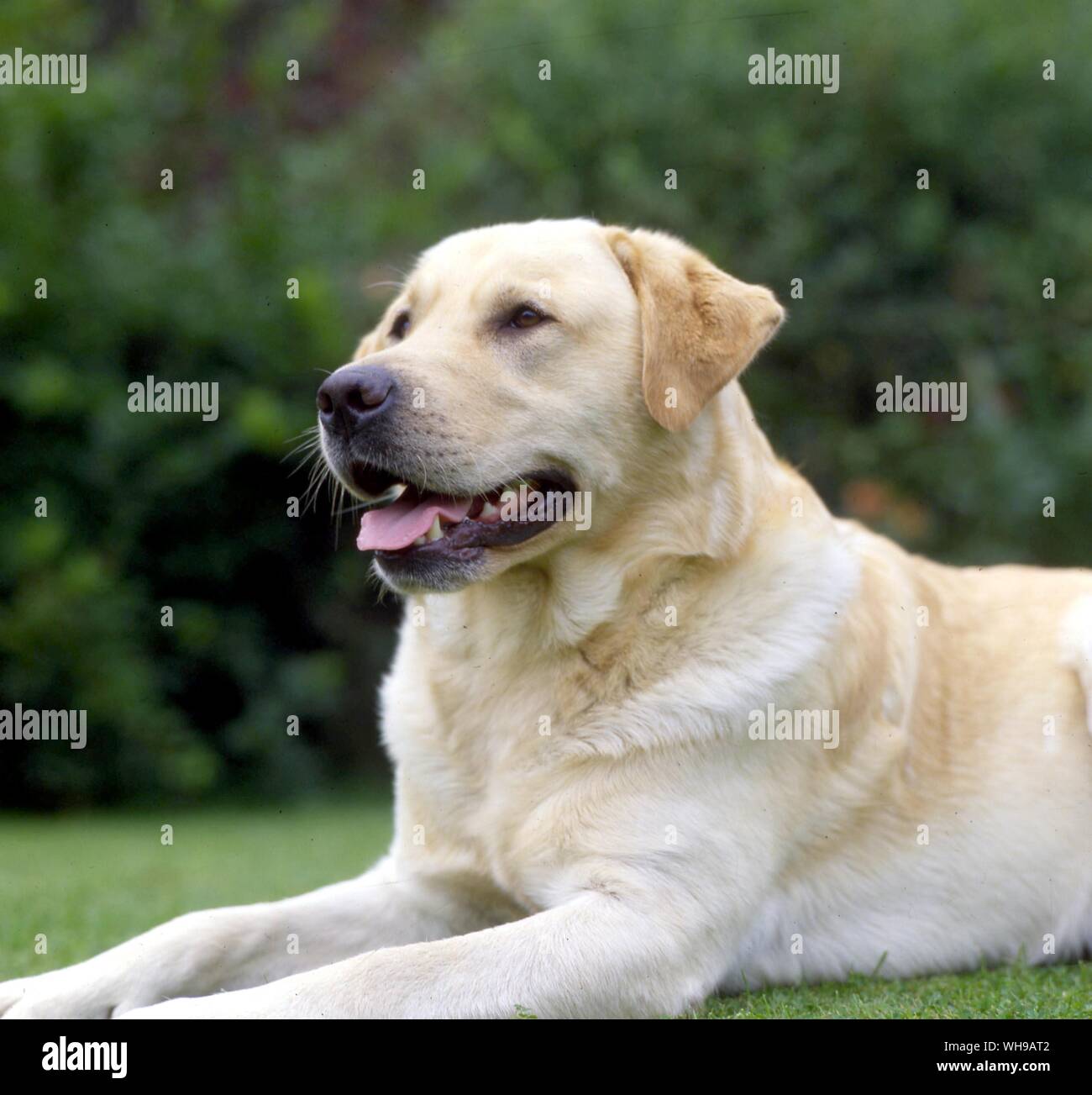 Golden labrador hi-res stock photography and images - Alamy