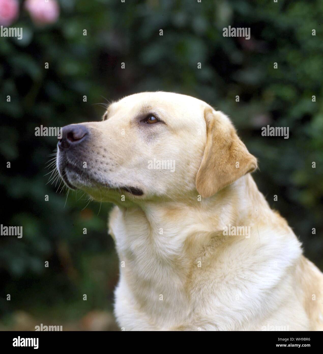 Golden labrador hi-res stock photography and images - Alamy