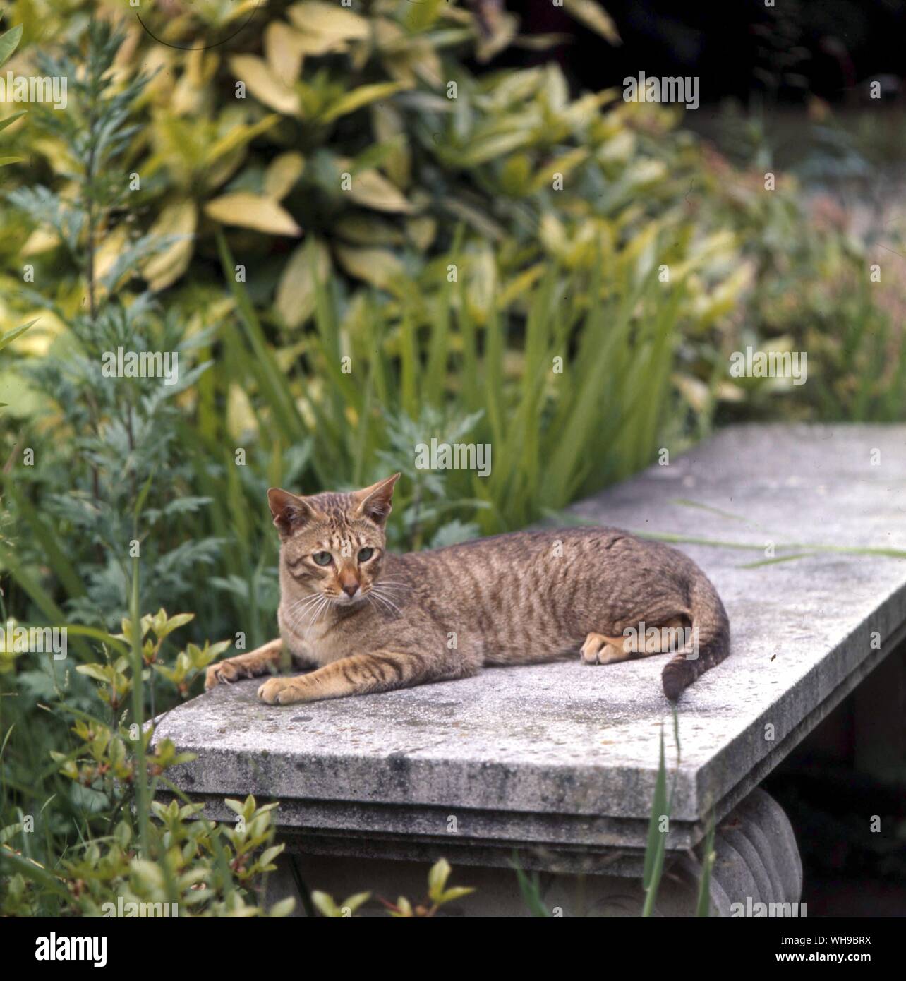 Egyptian Mao Cat Stock Photo - Alamy