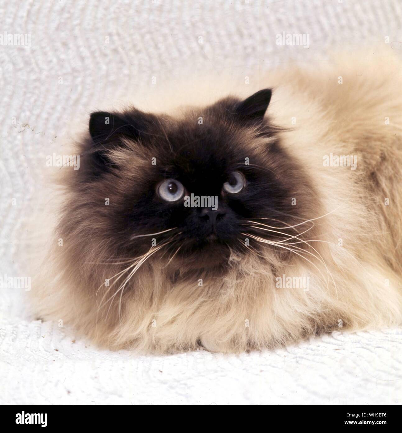 Sealpoint Cat Stock Photo - Alamy