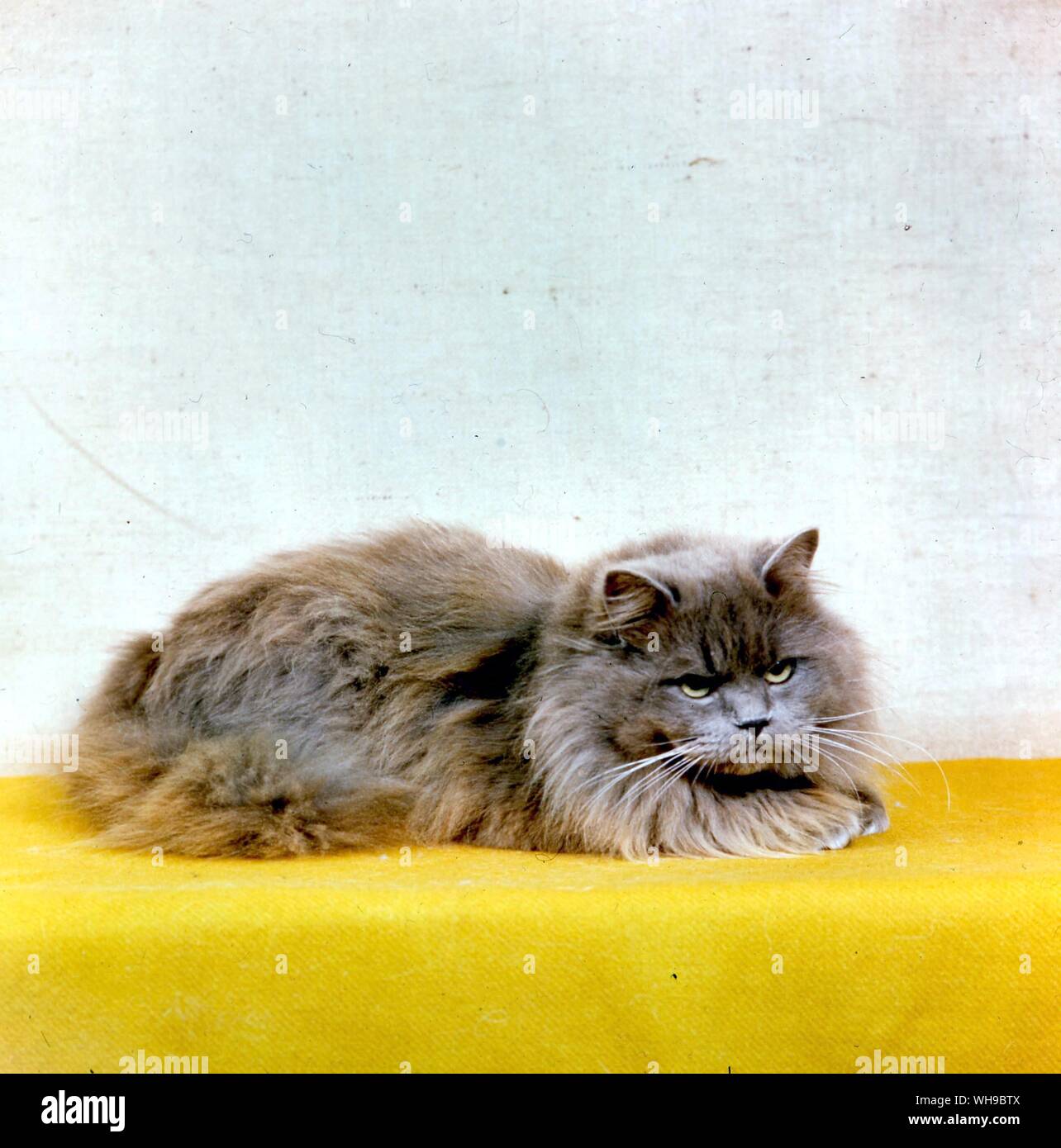 Self cat hi-res stock photography and images - Alamy