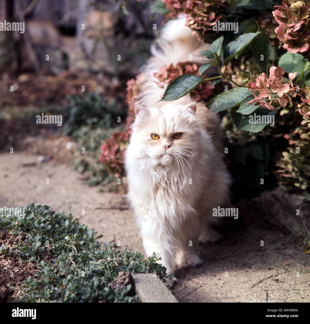 Stuart Little Snowbell Breed