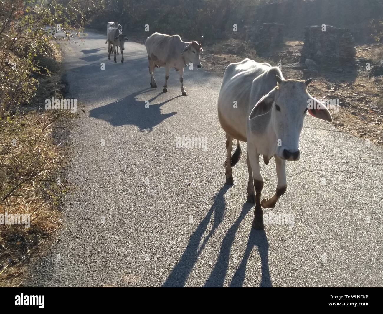 Cows Walking On Road High Resolution Stock Photography and Images - Alamy