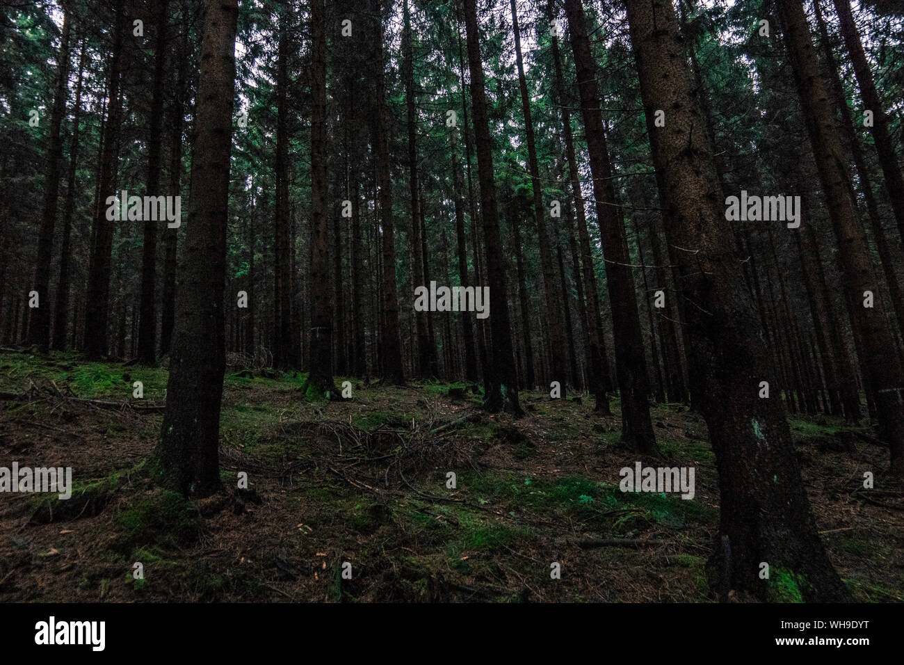 Trees In Forest Stock Photo - Alamy